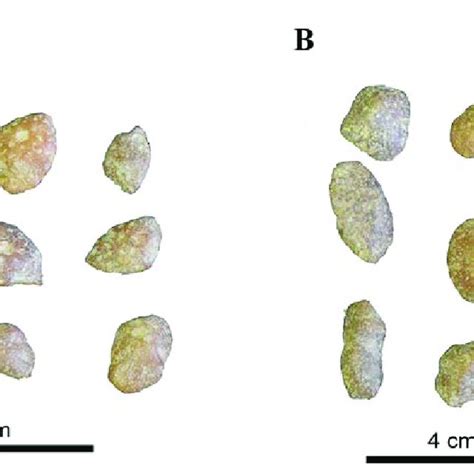 Sgopv2 Osteoderms A Superficial View B Deep View Download