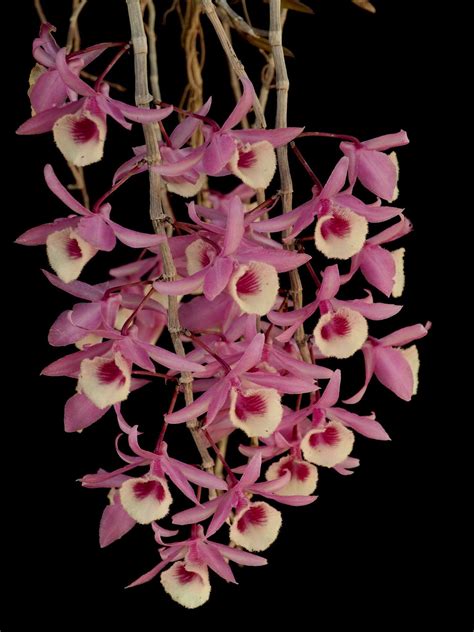 Dendrobium Mackay Parish The Orchid Patio