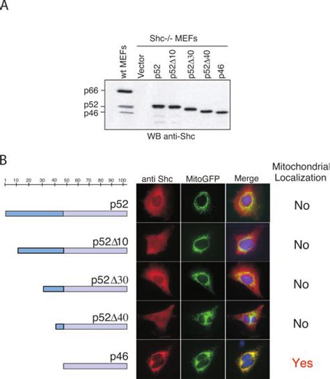 Subcellular Localization Of P52shc N Terminal Deletion Mutants A Shc Download Scientific