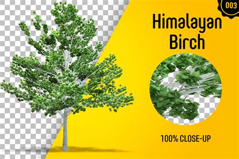 60 فایل Png درخت بدون بک گراند 🔥کد فایل 168817