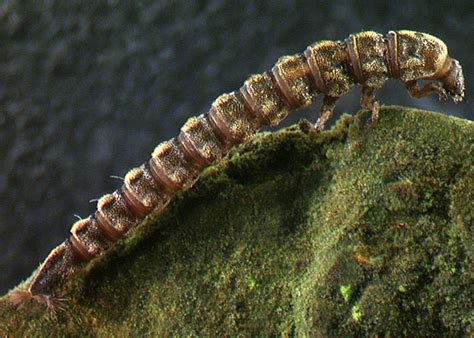 Elmidae Larvae The Adult And Larva Of A New Species Of The Genus Dila
