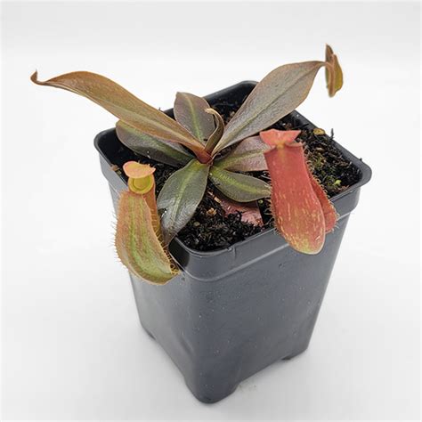 Nepenthes Rajah Seedling