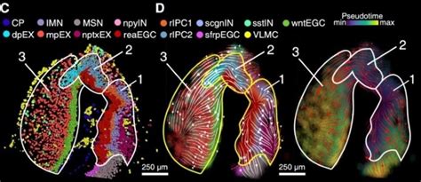 Salamander Brain Regeneration Unlocks Mysteries Of Evolution And Regeneration Dw