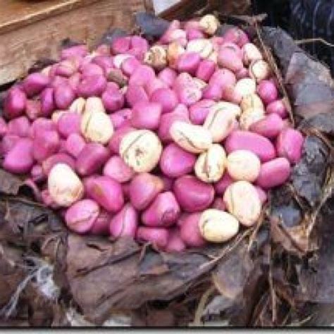 Kola Nuts At Usd 22 Kilogram In Portharcourt Id 3101270 Chrisde