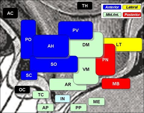 Arcuate Nucleus Alchetron The Free Social Encyclopedia