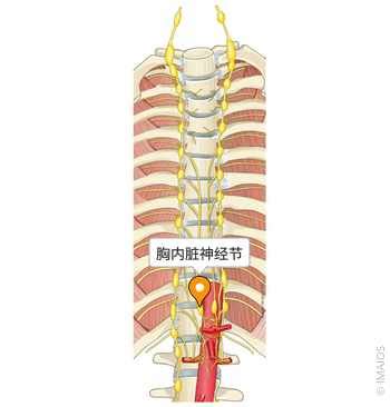 胸内脏神经节 E Anatomy Imaios