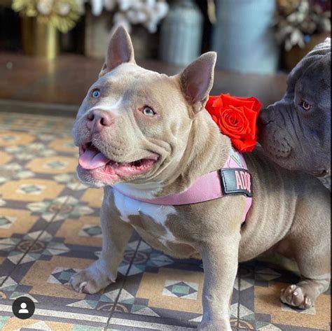 The Many Colors Of The American Pocket Bully Artofit