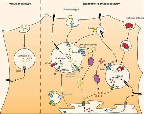 Antigen Presentation