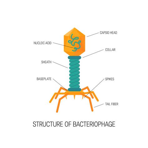Bacteriophage Structure Labeled