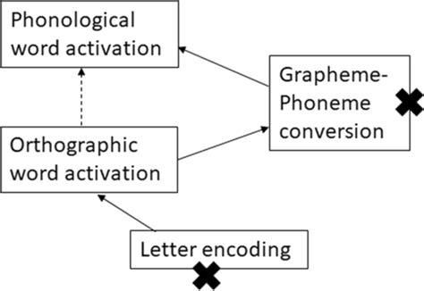 Schematic Illustration Of The Suggested Model Of Word Recognition And Download Scientific