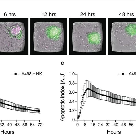 Dynamics Of Nk Cell Cytotoxicity Against Tumor Spheroids Il 15