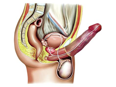 Male Sexual Response Photograph By Science Photo Library Pixels Merch
