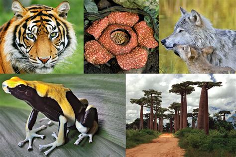 Endangered Animals List With Pictures