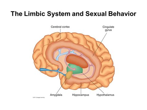 Chapter Sexual Arousal And Response Ppt Video Online Download