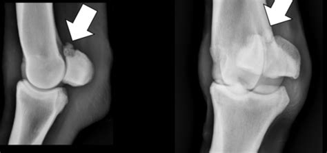 Fetlock And Metacarpus Metatarsus Flashcards Quizlet