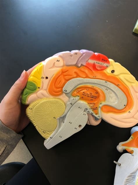 Sagittal Section Diagram Quizlet