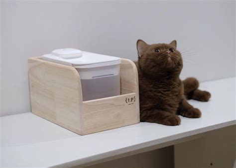 แมวพันธุ์บริติช ช็อตแฮร์ British Shorthair And Scottish Fold แมวพันธุ์บริติช ช็อตแฮร์ British