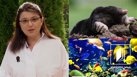 ბუნება V კლასი საბინადრო გარემო ტელესკოლა 1tv