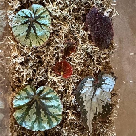 Fossilized Scallop Matrix Scallop Shell Fossil Chesapecten Fossil Shell Concretion Matrix