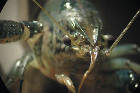 Decoding The Mutant All Female Self Cloning Crayfish News