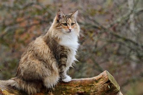 Norwegian Forest Cat Vs Domestic Longhair Cat Main Differences With