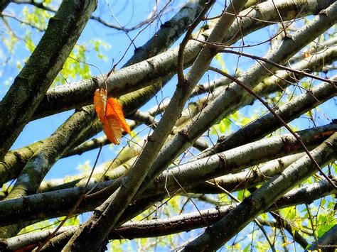 Dead Leaf By Ewbtech On Deviantart Dead Leaf By Ewbtech On Deviantart