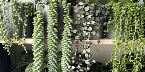Hanging Succulent Plant Easy Care Tips And Ideas