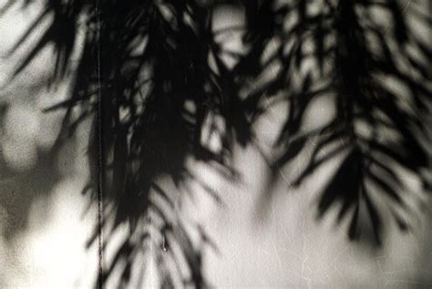 Premium Photo Shadow Of Tree On Wall