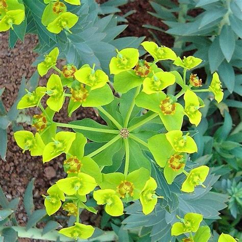 Euphorbia Rigida