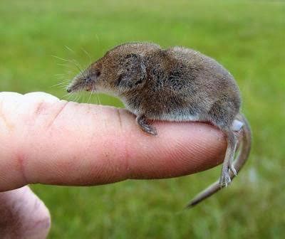 Etruscan Shrew The Smallest Mammal In The World Rdamnthatsinteresting