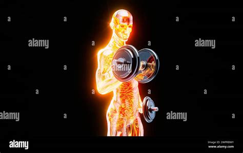 Man Doing Biceps Curls Illustration Stock Photo Alamy
