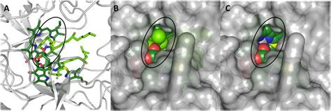 Close Look Of The Structure Of L Virginicum Wscp 11 Focused On The Download Scientific
