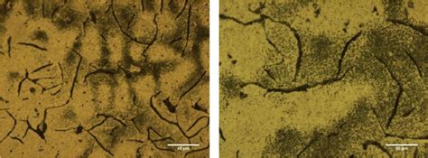 Microstructure Of The Final Isothermal Treatments Download Scientific Diagram