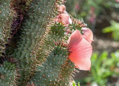 Appetitzügler Hoodia gordonii mit guter Wirkung zum Abnehmen