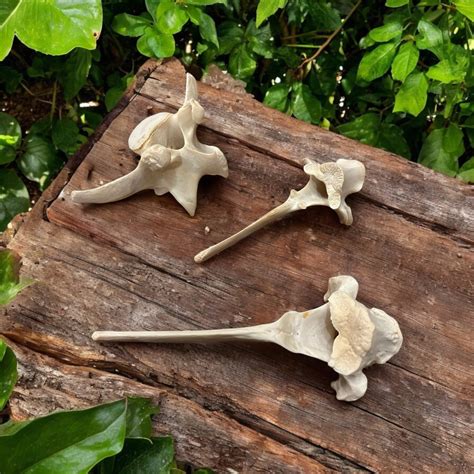 Deer Hog Vertebrae Bone Luna Nova