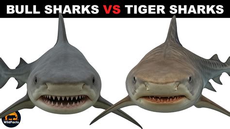 Tiger Vs Bull Shark 5 Key Physical Differences Learnfast Blog
