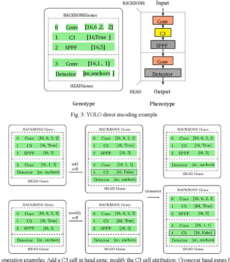 Figure 3 From Automatic Lightweight Yolo Construction Through Neuroevolution For White Shrimps