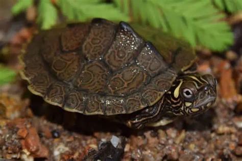 11 Awesome Types Of Turtles In Ohio Pictures Wildlife Informer