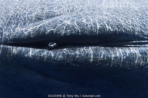 Blue Whale Organs