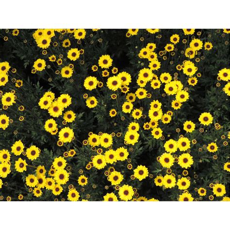 Oki Doki Yellow Chrysanthemums Flower Uniflor