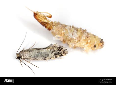 Nemapogon Granella European Grain Worm Or European Grain Moth Is A Species Of Tineoid Moth