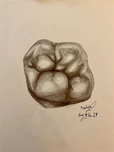 Tooth Drawing Sketches