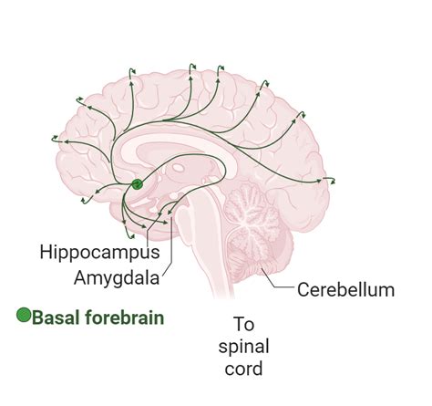 3 4 Neurotransmitters Made From Fats Social Sci Libretexts