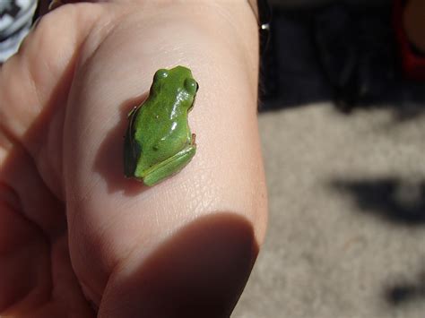 무료 이미지 손가락 녹색 수륙 양용 비행기 네일 청개구리 매크로 사진 3968x2976 Marie Dominique Predali 1413013 무료