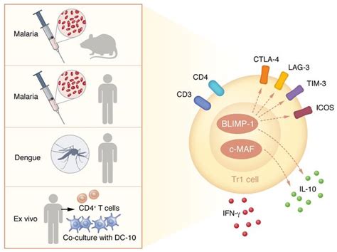 Jci Type I Regulatory T Cells In Malaria Of Mice And Men