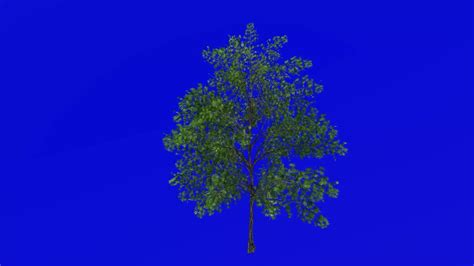 Tree Animation Loop Japanese Maple Fullmoon Maple Downy Japanese