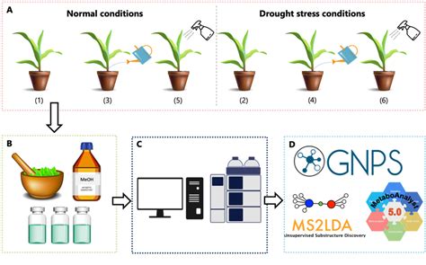 Figure 1 From Computational Metabolomics Tools Reveal Metabolic