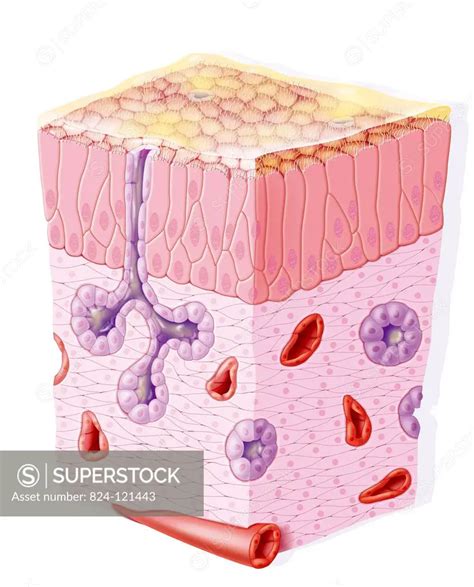 Mucous Membrane Diagram