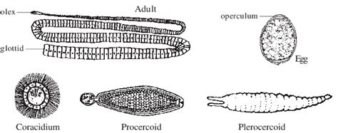 Diphyllobothrium Latum Download Scientific Diagram