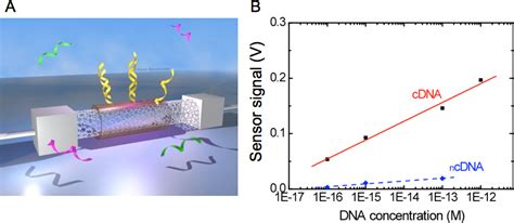 Dna Nanosensors 2012